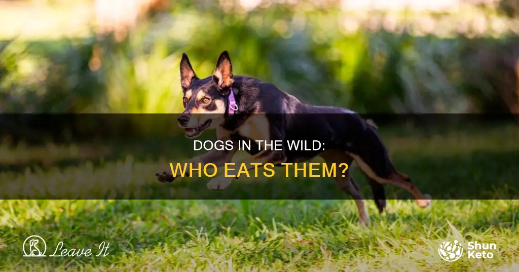Dogs In The Wild: Who Eats Them? | ShunKeto