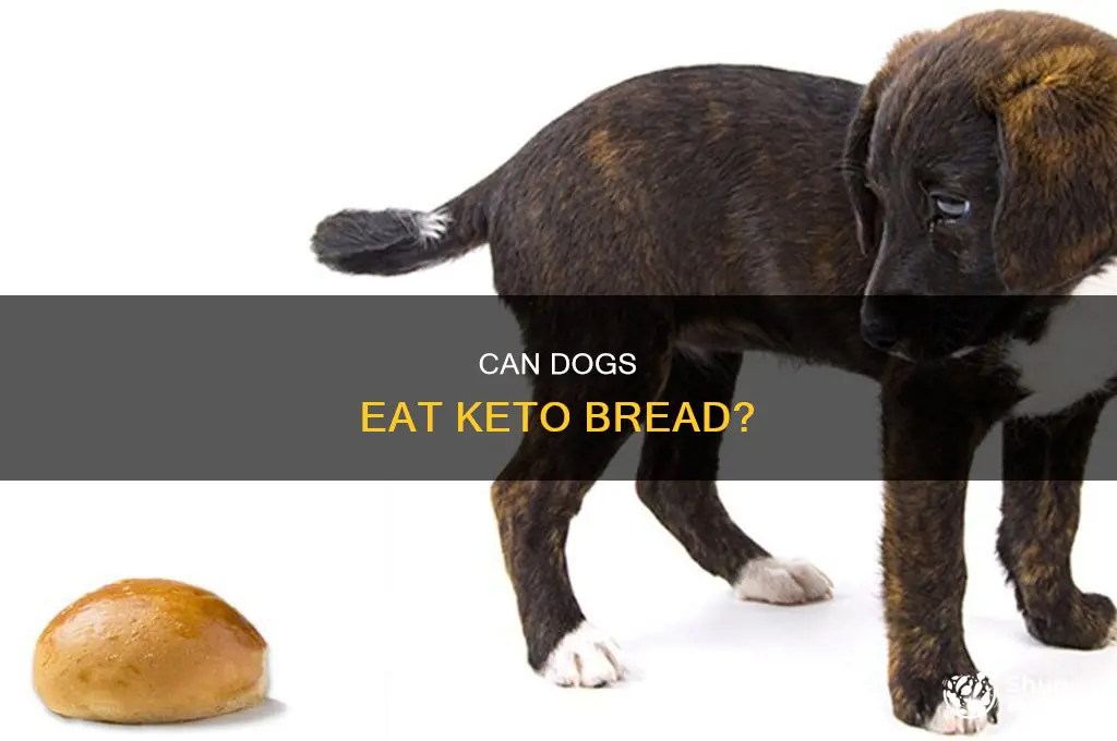 Can Dogs Eat Keto Bread? | ShunKeto