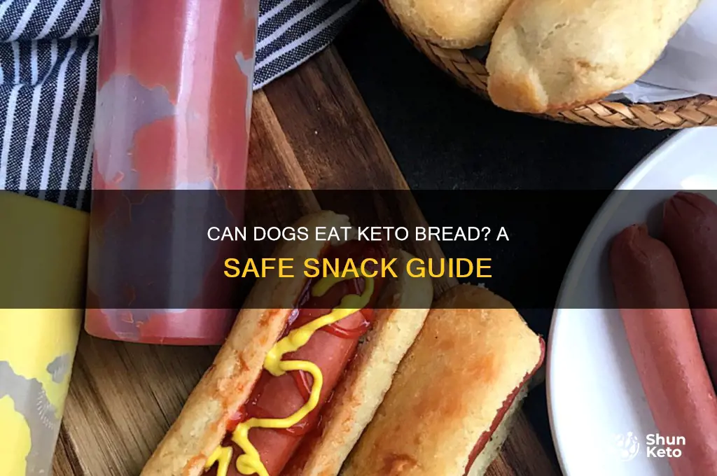 Can Dogs Eat Keto Bread? A Safe Snack Guide | ShunKeto
