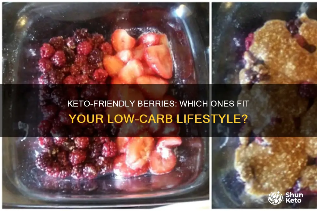 Keto-Friendly Berries: Which Ones Fit Your Low-Carb Lifestyle? | ShunKeto