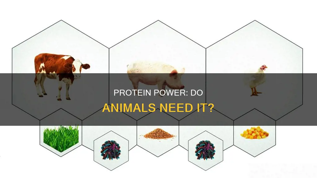 Protein Power: Do Animals Need It? | ShunKeto
