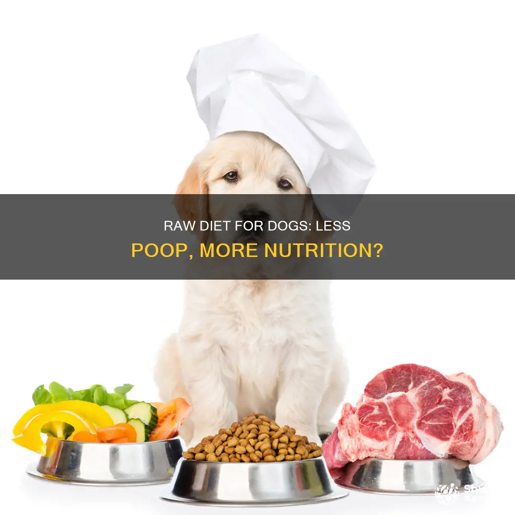 Raw Diet For Dogs: Less Poop, More Nutrition? | ShunKeto