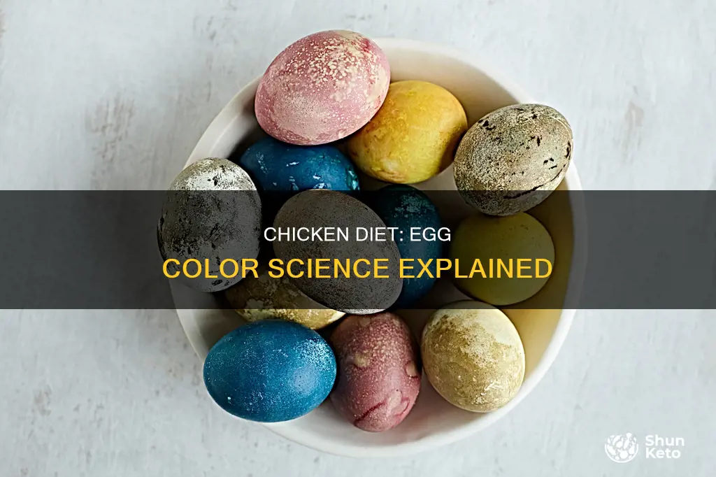 Chicken Diet: Egg Color Science Explained | ShunKeto