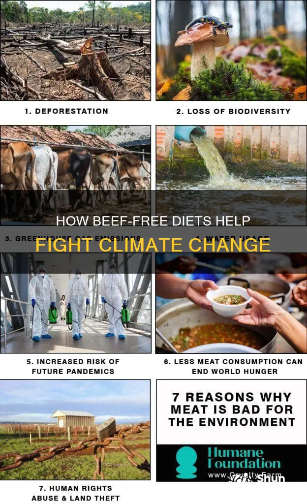 How Beef-Free Diets Help Fight Climate Change | ShunKeto