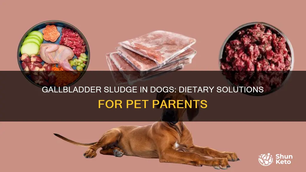 Gallbladder Sludge In Dogs: Dietary Solutions For Pet Parents | ShunKeto