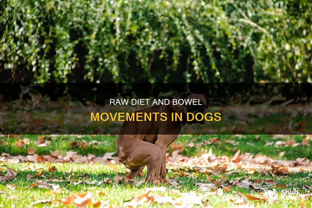 Raw Diet And Bowel Movements In Dogs | ShunKeto