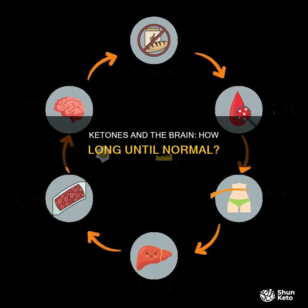 Ketones And The Brain: How Long Until Normal? | ShunKeto