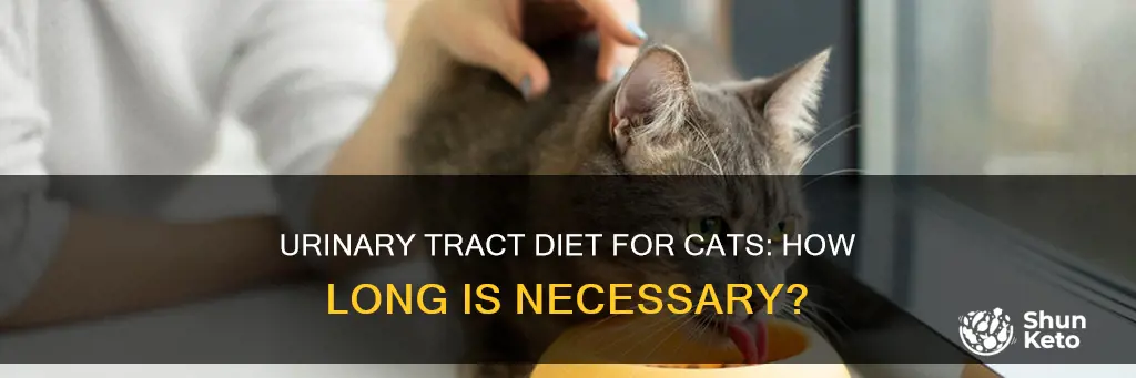 Urinary Tract Diet For Cats: How Long Is Necessary? | ShunKeto