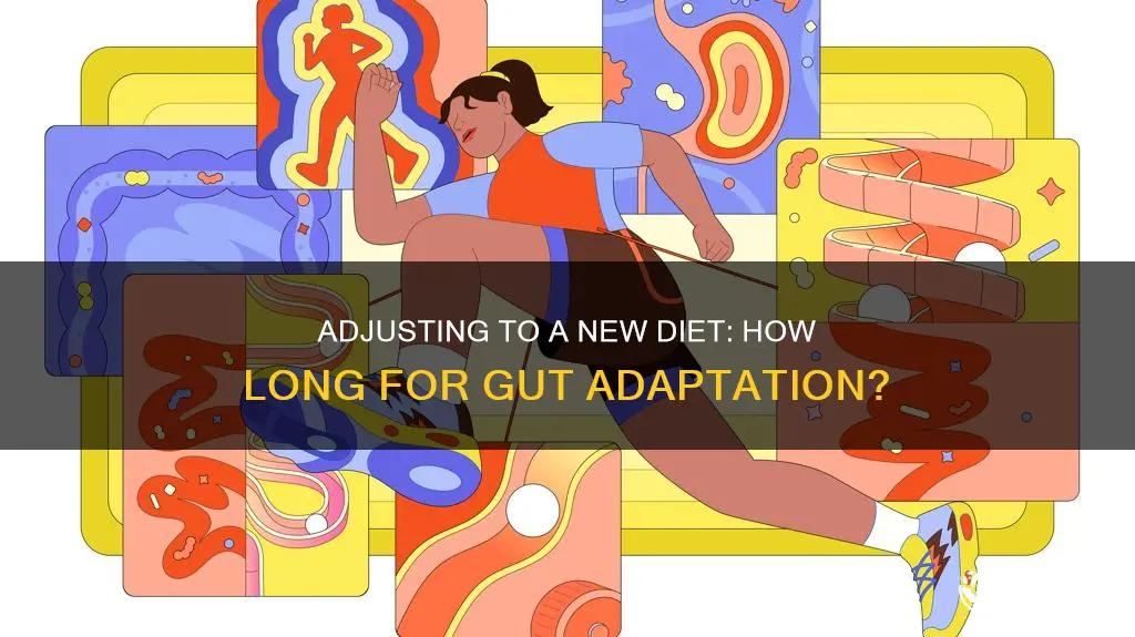 Adjusting To A New Diet: How Long For Gut Adaptation? | ShunKeto