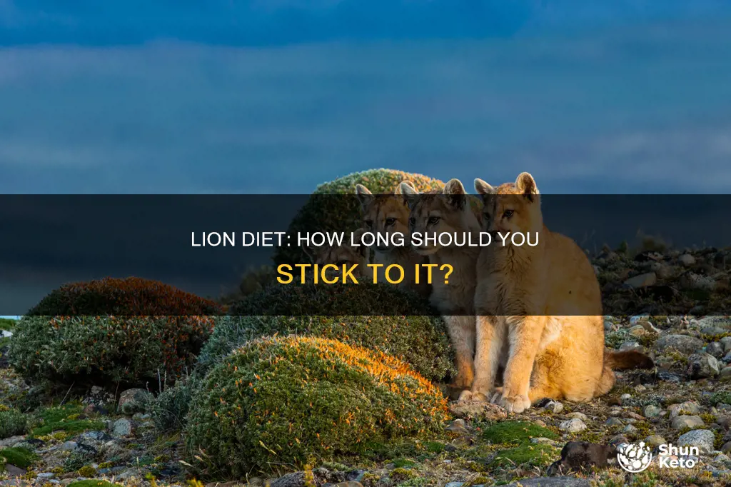Lion Diet: How Long Should You Stick To It? | ShunKeto