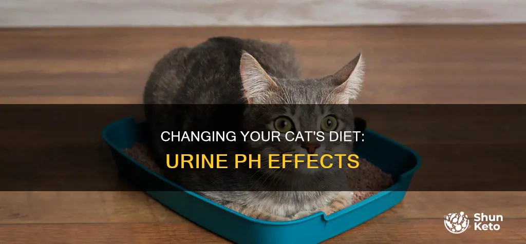 Changing Your Cat's Diet: Urine Ph Effects | ShunKeto
