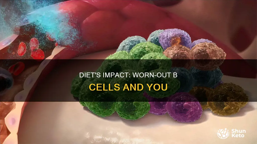 Diet's Impact: Worn-Out B Cells And You | ShunKeto