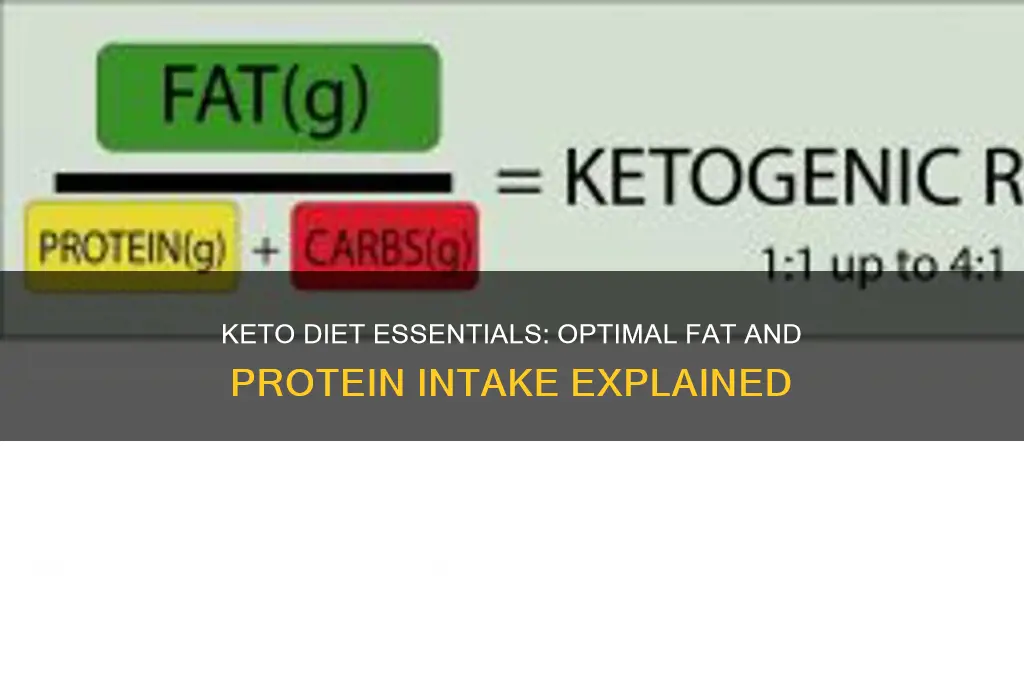 Keto Diet Essentials: Optimal Fat And Protein Intake Explained | ShunKeto