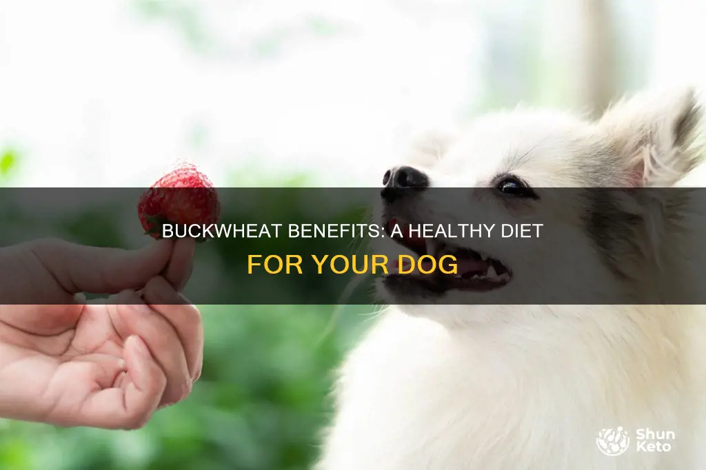 Buckwheat Benefits: A Healthy Diet For Your Dog | ShunKeto