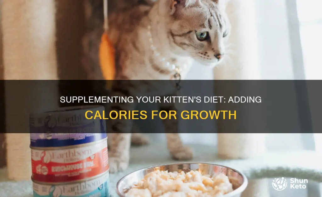 Supplementing Your Kitten's Diet: Adding Calories For Growth | ShunKeto