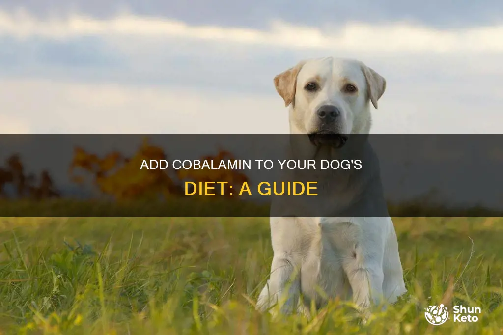 Add Cobalamin To Your Dog's Diet: A Guide | ShunKeto