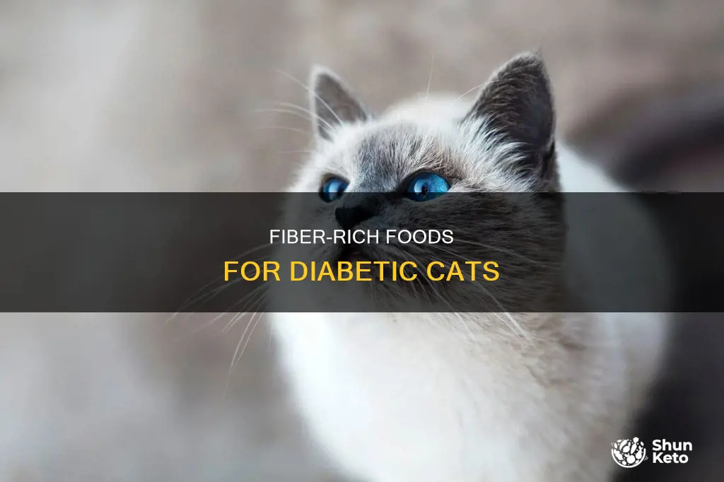 Fiber-Rich Foods For Diabetic Cats | ShunKeto