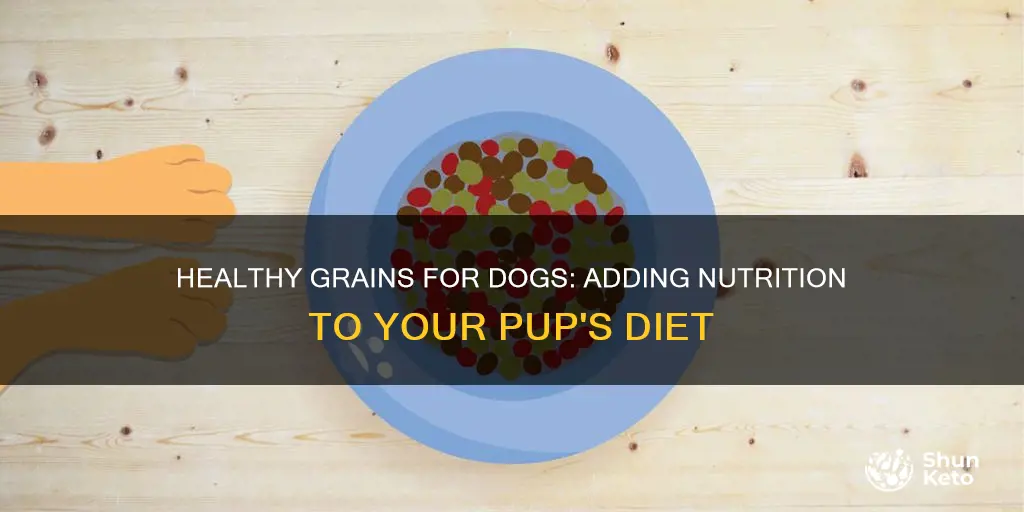 Healthy Grains For Dogs: Adding Nutrition To Your Pup's Diet | ShunKeto