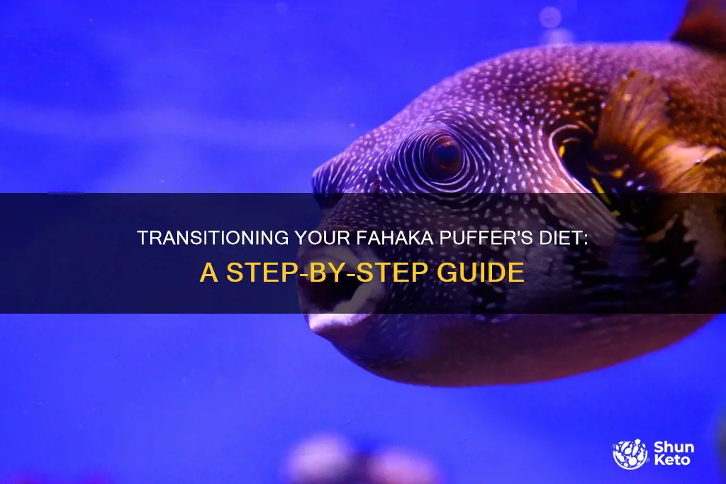 Transitioning Your Fahaka Puffer's Diet: A Step-By-Step Guide | ShunKeto