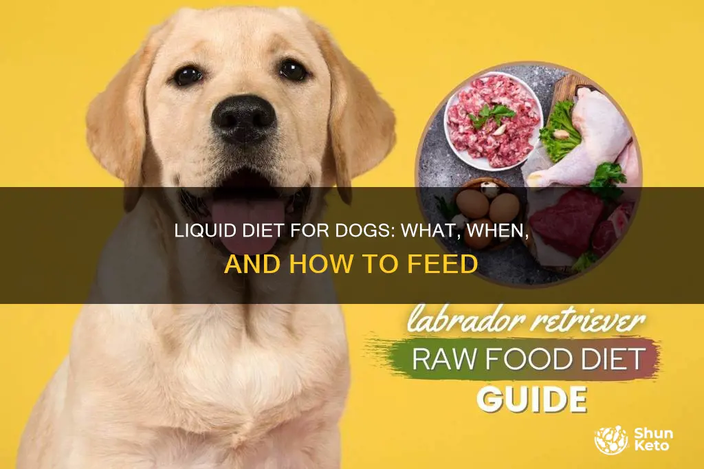Liquid Diet For Dogs: What, When, And How To Feed | ShunKeto