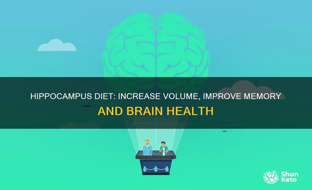 Hippocampus Diet: Increase Volume, Improve Memory And Brain Health ...