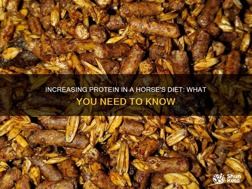 Increasing Protein In A Horse's Diet: What You Need To Know | ShunKeto