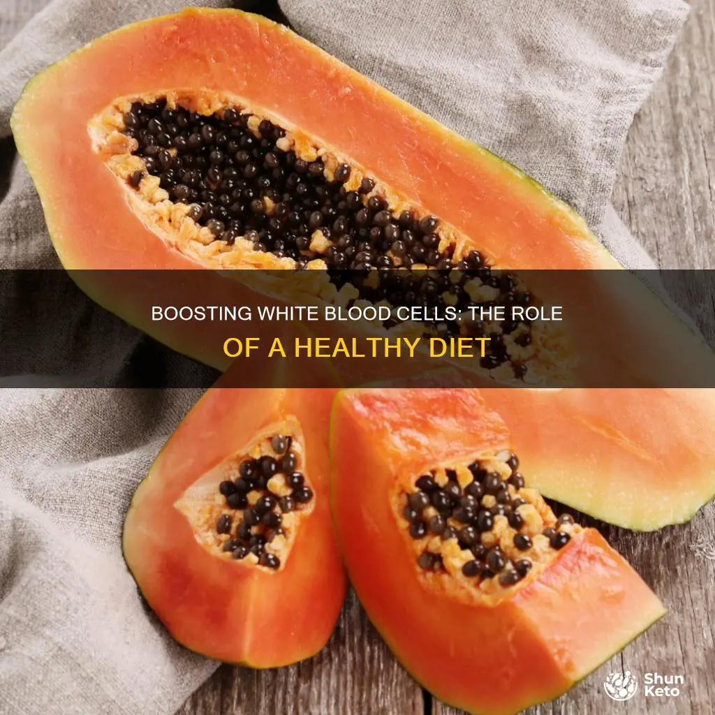 Boosting White Blood Cells: The Role Of A Healthy Diet | ShunKeto