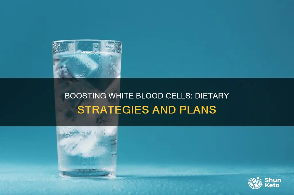 Boosting White Blood Cells: Dietary Strategies And Plans | ShunKeto