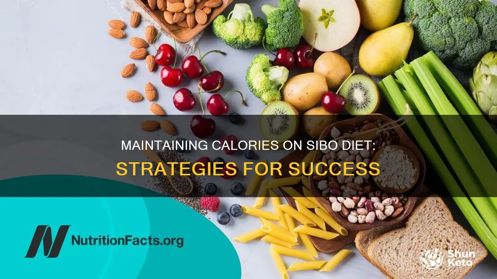 Maintaining Calories On Sibo Diet: Strategies For Success | ShunKeto