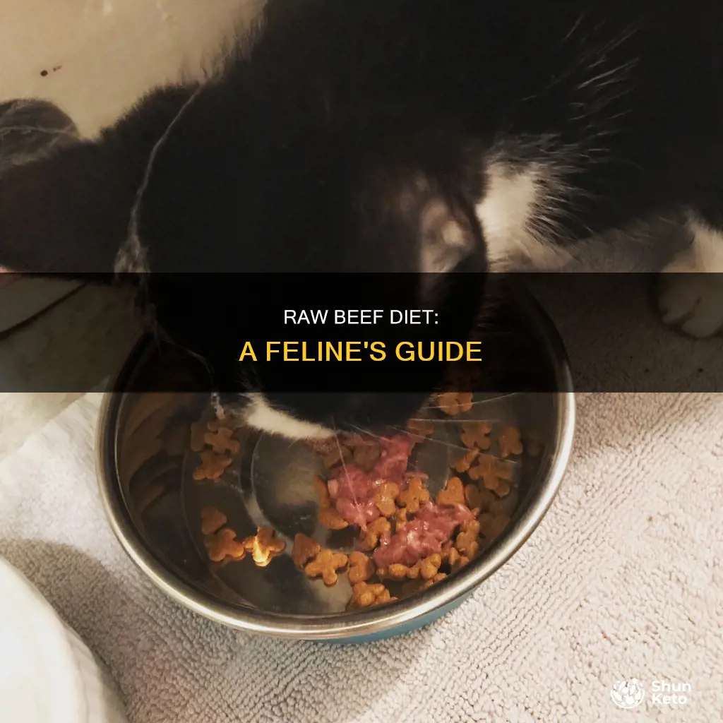 Raw Beef Diet: A Feline's Guide | ShunKeto