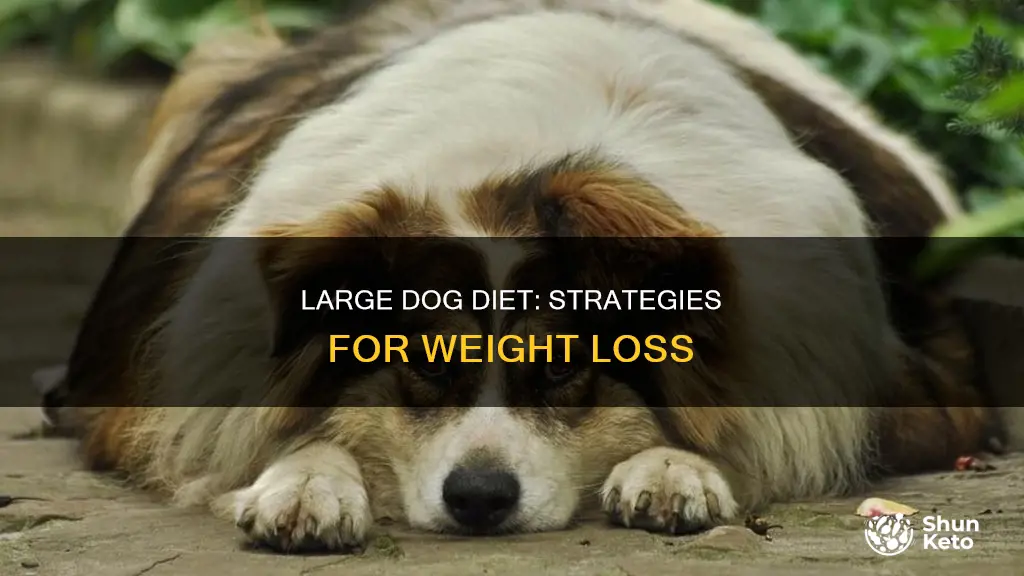 Large Dog Diet: Strategies For Weight Loss | ShunKeto