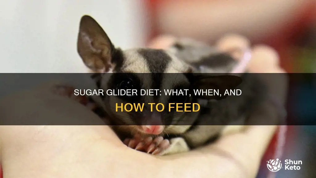 Sugar Glider Diet: What, When, And How To Feed | ShunKeto