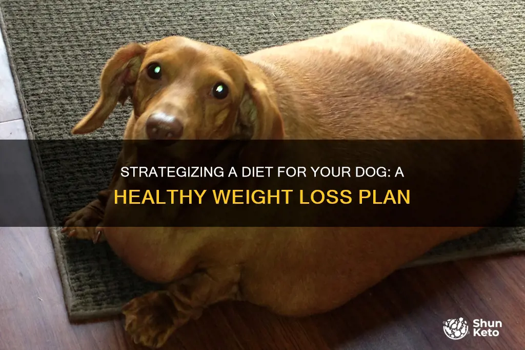 Strategizing A Diet For Your Dog: A Healthy Weight Loss Plan | ShunKeto