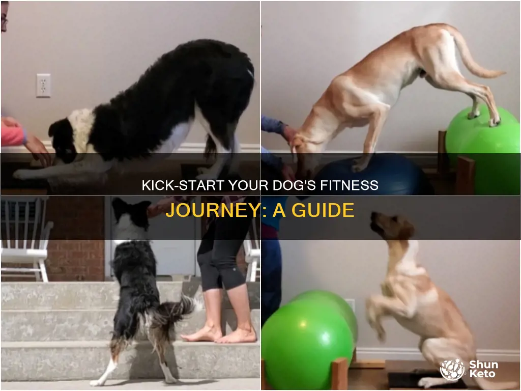 Kick-Start Your Dog's Fitness Journey: A Guide | ShunKeto