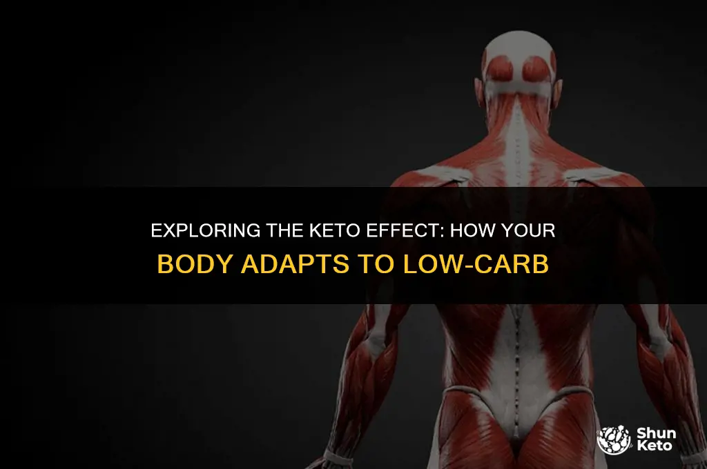 Exploring The Keto Effect: How Your Body Adapts To Low-Carb | ShunKeto