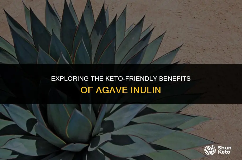 Exploring The Keto-Friendly Benefits Of Agave Inulin | ShunKeto