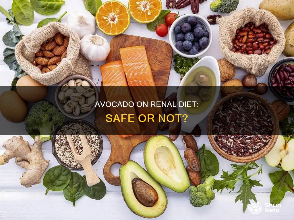 Avocado On Renal Diet: Safe Or Not? | ShunKeto