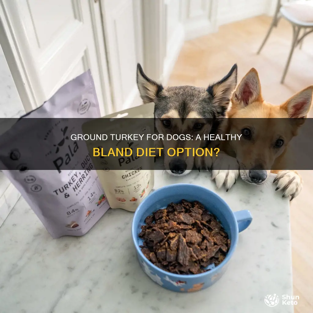 Ground Turkey For Dogs: A Healthy Bland Diet Option? | ShunKeto