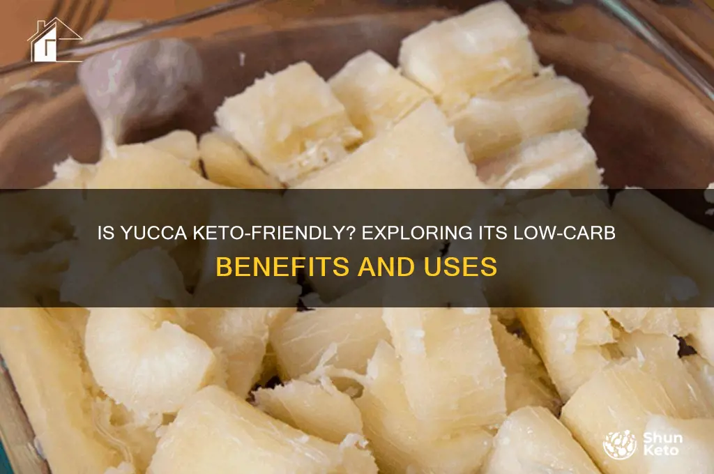 Is Yucca Keto-Friendly? Exploring Its Low-Carb Benefits And Uses | ShunKeto