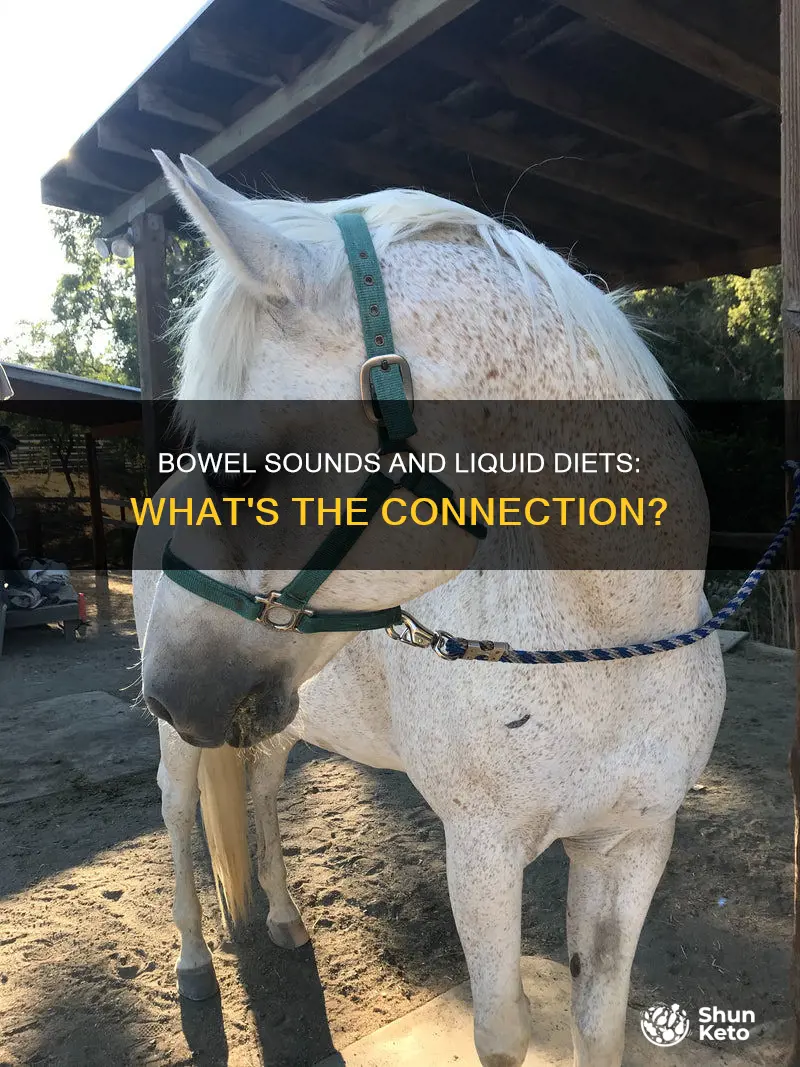 Bowel Sounds And Liquid Diets: What's The Connection? | ShunKeto