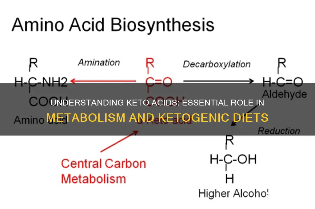 Understanding Keto Acids: Essential Role In Metabolism And Ketogenic ...