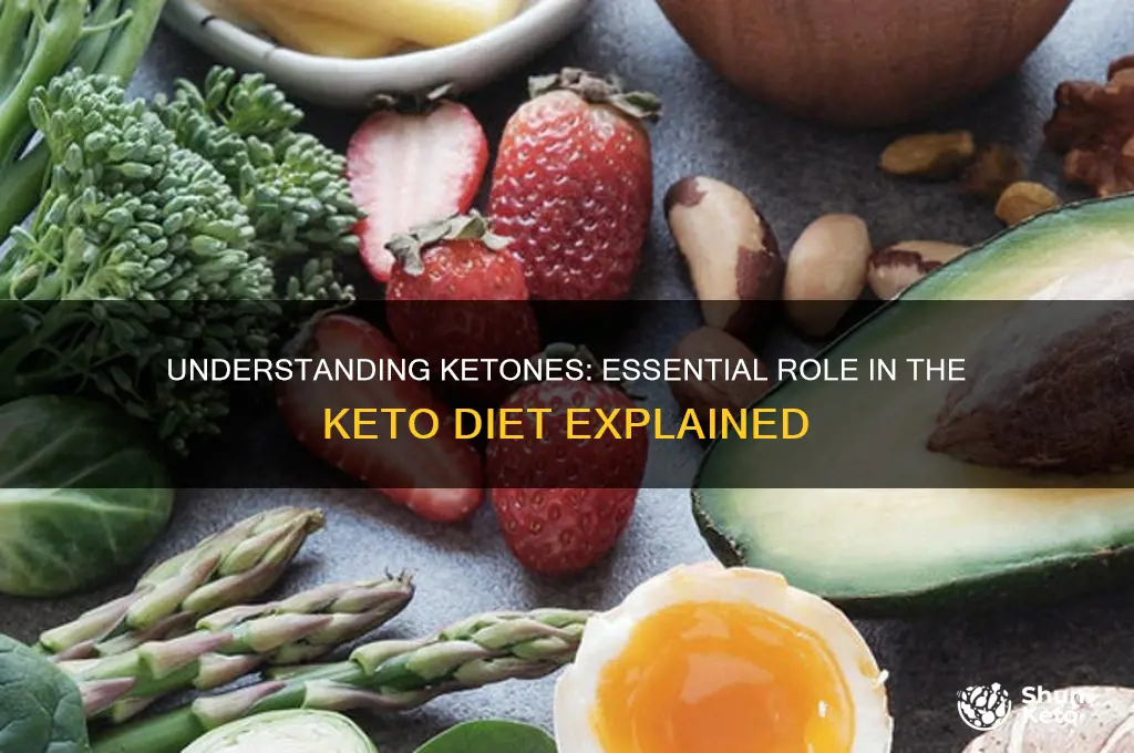 Understanding Ketones: Essential Role In The Keto Diet Explained | ShunKeto