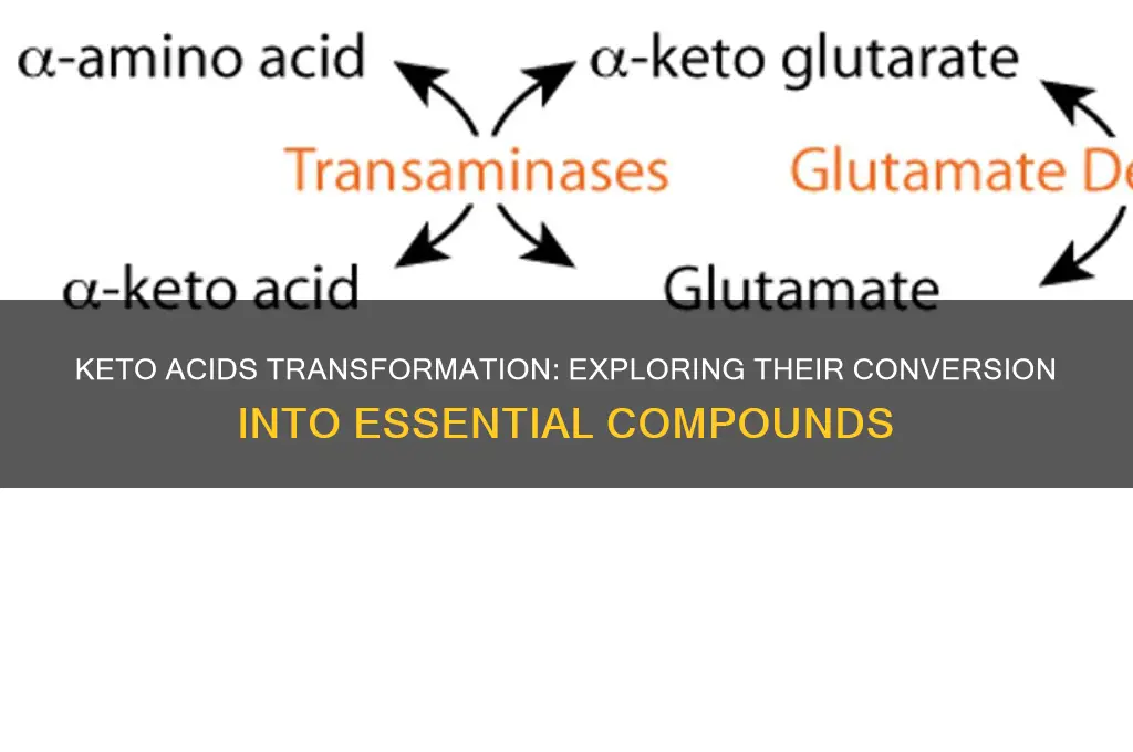 Keto Acids Transformation: Exploring Their Conversion Into Essential ...