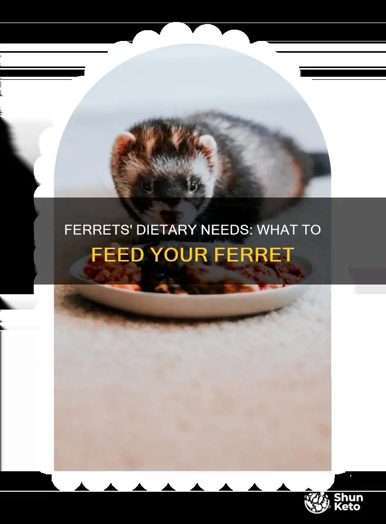 Ferrets' Dietary Needs: What To Feed Your Ferret | ShunKeto