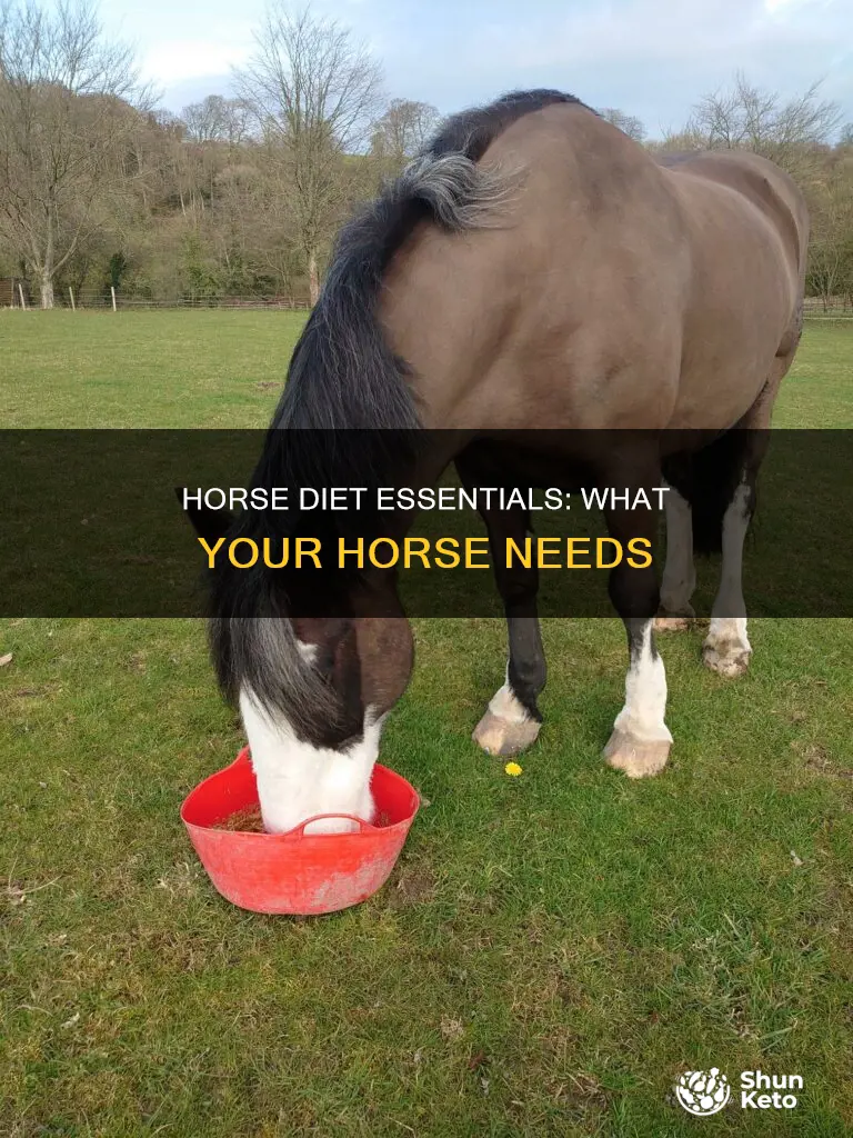 Horse Diet Essentials: What Your Horse Needs | ShunKeto