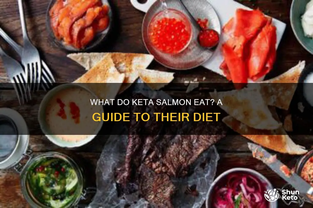 What Do Keta Salmon Eat? A Guide To Their Diet | ShunKeto