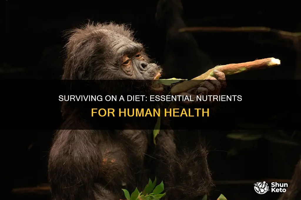 Surviving On A Diet: Essential Nutrients For Human Health | ShunKeto