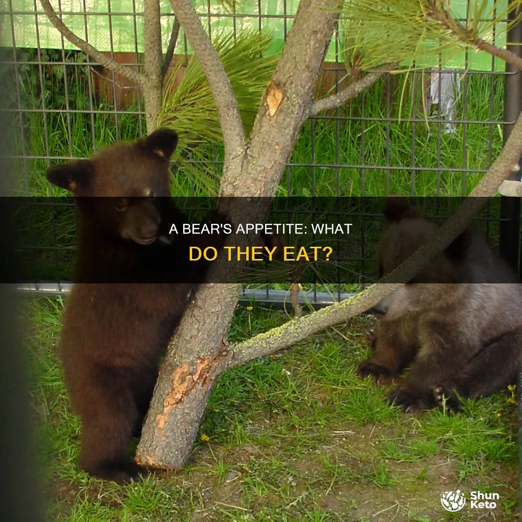 A Bear's Appetite: What Do They Eat? | ShunKeto