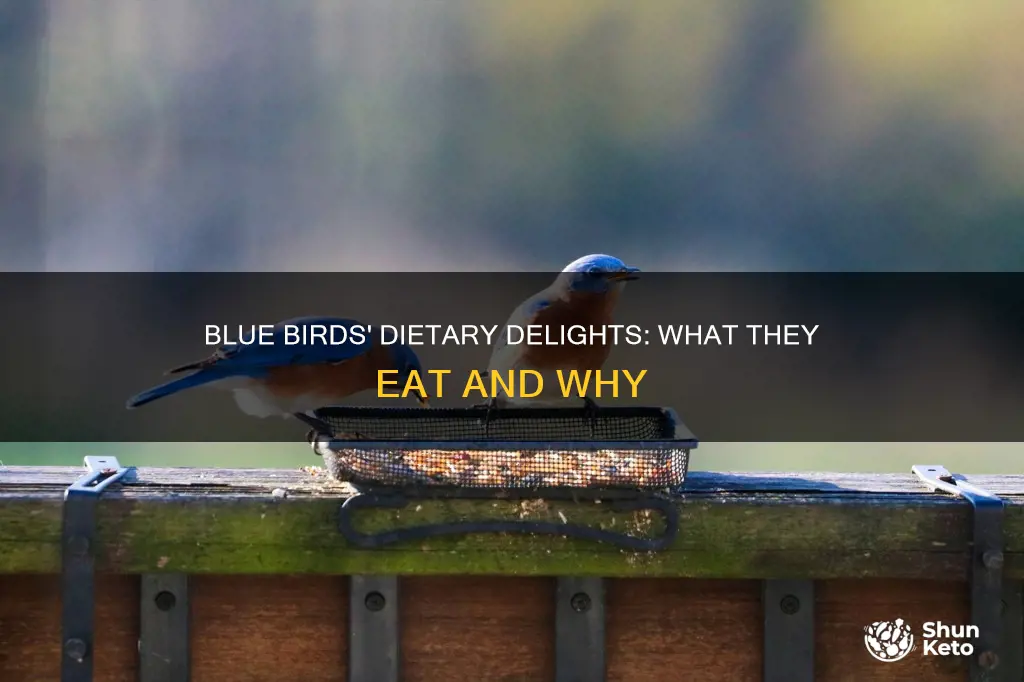 Blue Birds' Dietary Delights: What They Eat And Why | ShunKeto