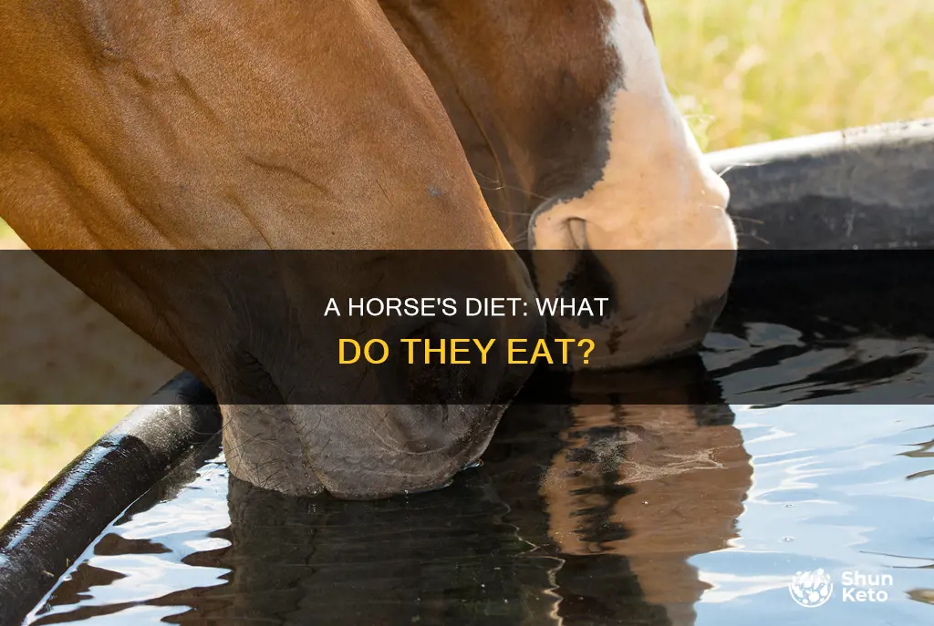 A Horse's Diet: What Do They Eat? | ShunKeto